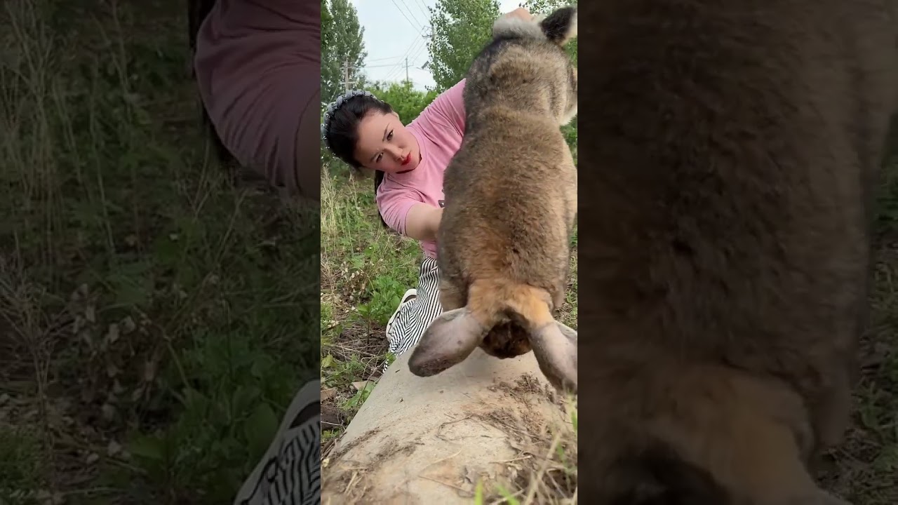 Large rabbit and rare bird breeding base AuthorOne male and two females, six in group 😍🎉path,#0242