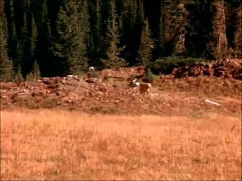 Homeward bound: sassy is back