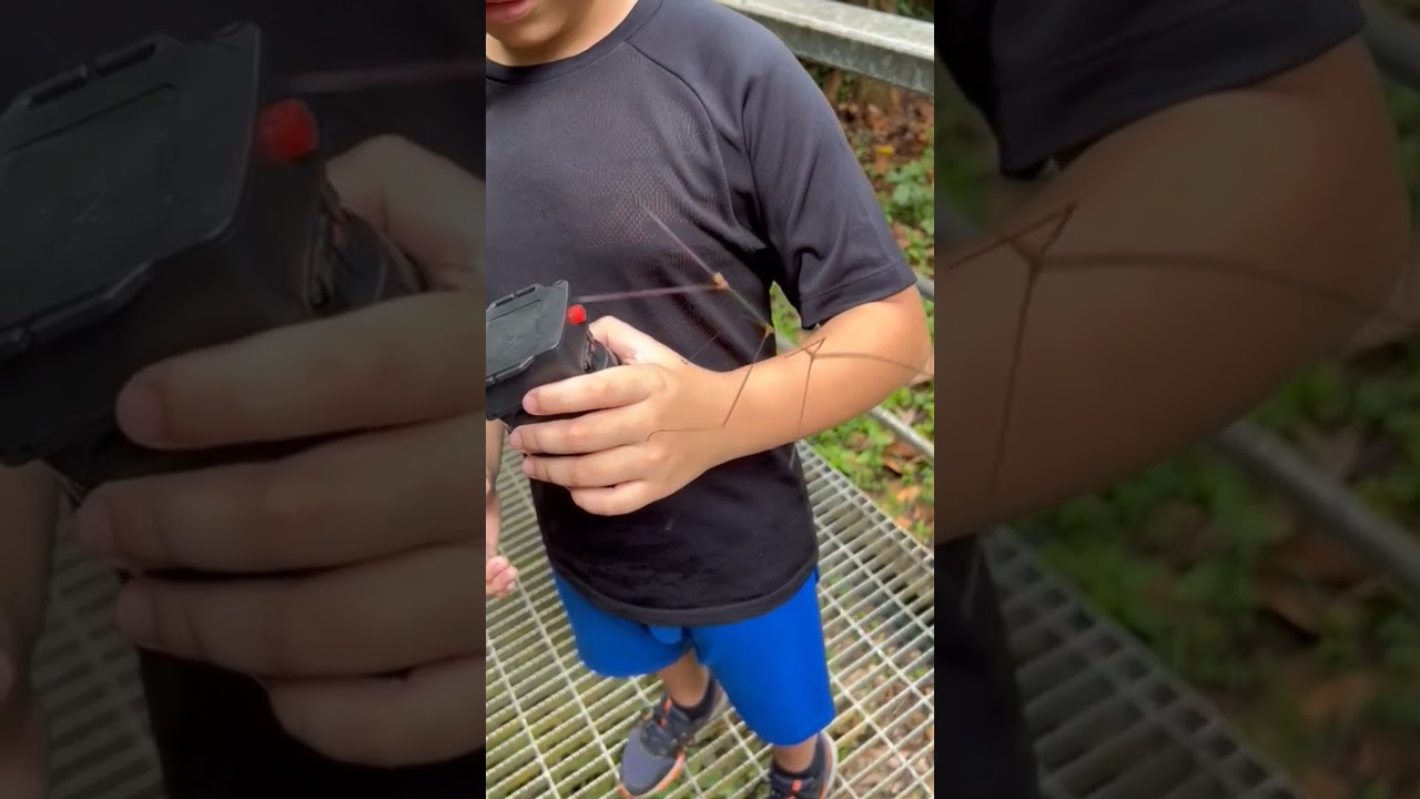 Cute Stick insect dancing!