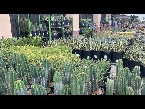 LOWE’S CACTUS AND SUCCULENT PLANT SHOPPING TOUR. LAS VEGAS GARDEN CENTER 2025 #cactus #shopping