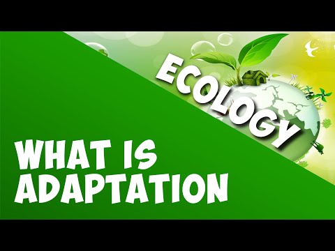 What Is Adaptation? | Ecology & Environment | Biology | AddyESchool