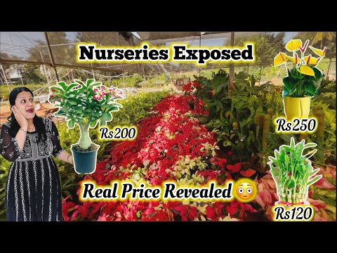 Nursery tour | Price revealed | Cheapest Plants in Bangalore 😍
