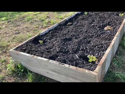 Planting Loganberries in May 2021