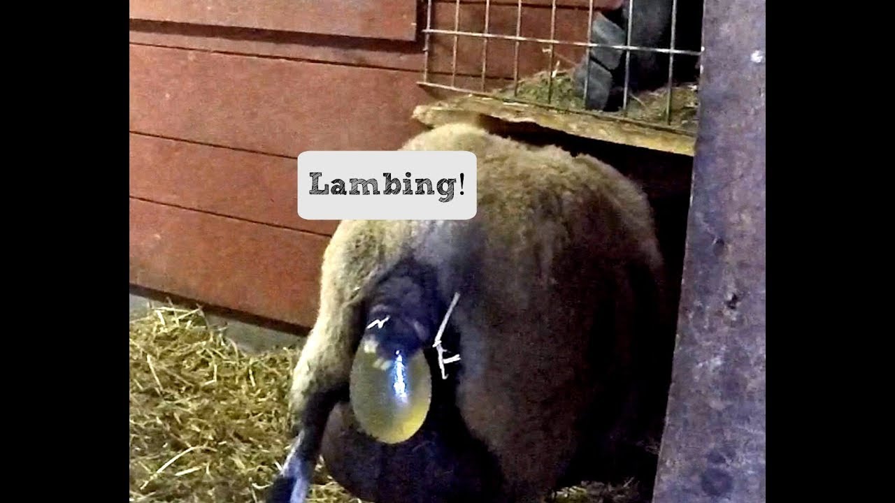 LIVE BIRTH of a LAMB - Jacob Sheep | Loving Heritage Breeds