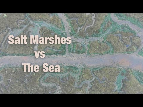 Salt Marshes vs The Sea