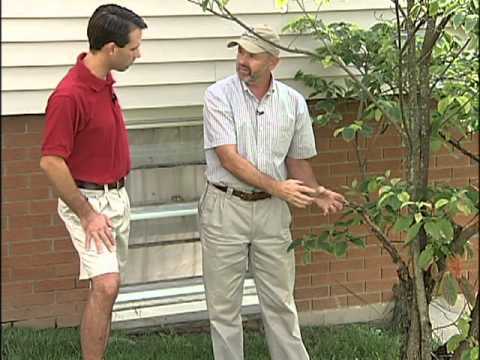 Home Gardener - Tree Problems - Dog Wood