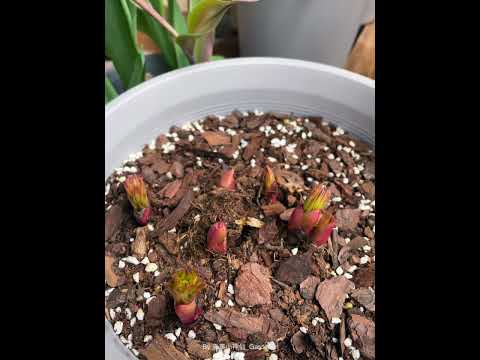 A process from planting to sprouting of peony #plants #flowers #balconygarden #peony #sprouts