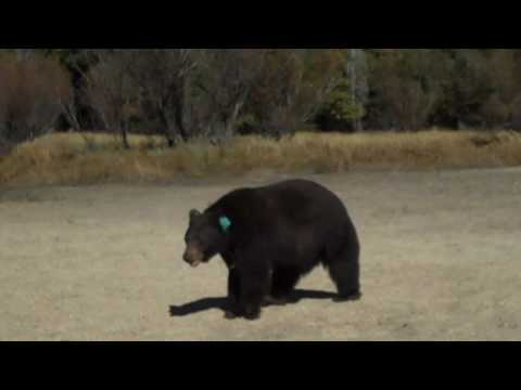Scaring a bear away | Tales from Yosemite - Jeffrey Trust's Blog
