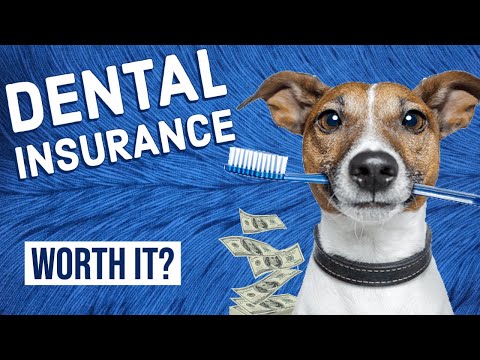 Is Pet Dental Insurance Worth It?