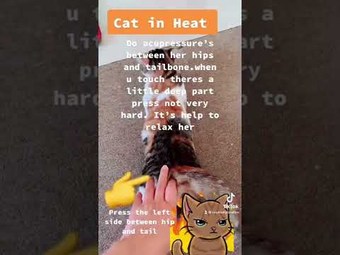 Cat in Heat acupressure point