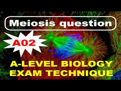 MEIOSIS EXPLAINED (and exam questions!!)