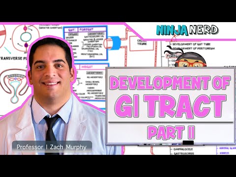 Gastrointestinal - Development and Embryology of the GI Tract: Part 2 ...