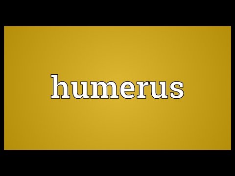 Humerus Meaning