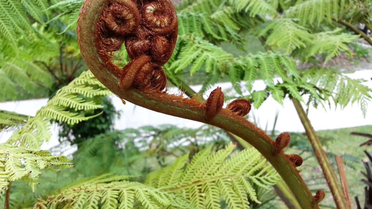 Feriga - Dryopteris filix mas HD 02