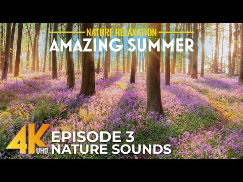 4K Amazing Summer – Episode 3 | Scenic Views & Real Nature Sounds from Beautiful Locations