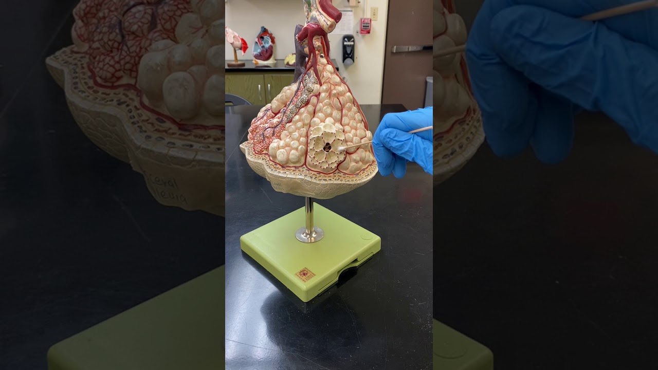 Aleveolus Model