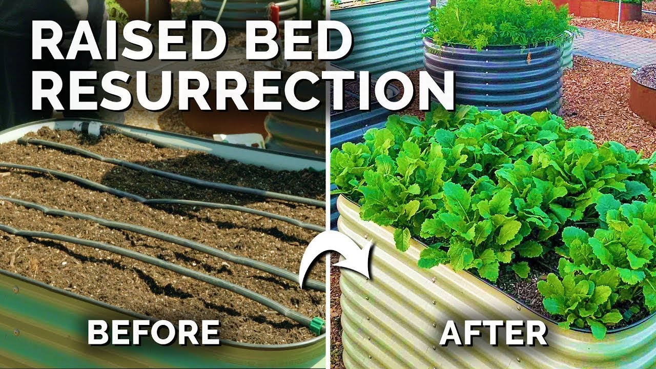 How to Bring a Dead Garden Back to Life