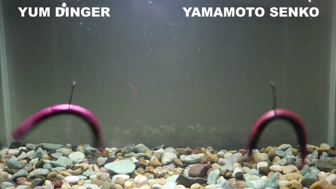 YUM Dinger vs Yamamoto Senko