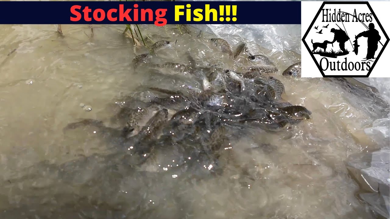 Initial Pond Stocking   4K