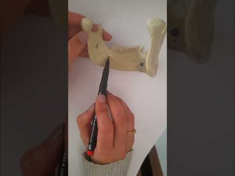 ANATOMY OF HUMAN MANDIBLE