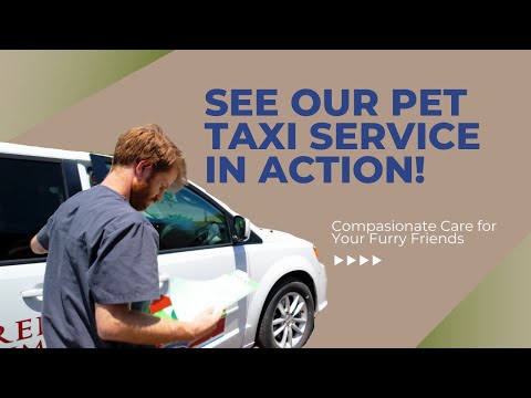 Oak Creek Small Animal Clinic’s Pet Taxi Service in Action: How It Works