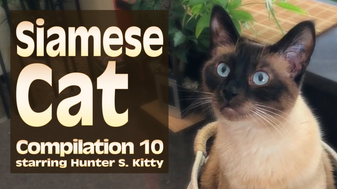 Siamese Cat Compilation 10