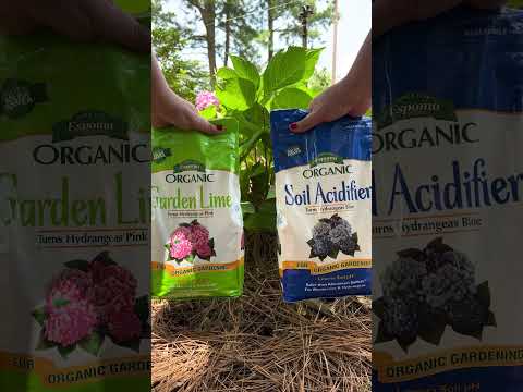 Hydrangeas! How to Change Bloom Colors! #garden #flower #hydrangeaflower #hydrangea #hydrangeas