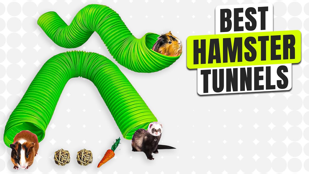 3 BEST Hamster Tunnels - Hurry, Adventure Awaits!