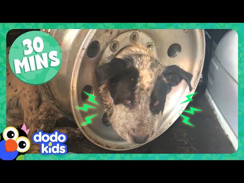 Dog Stuck In Tire And More Incredible Animal Rescues! | 30 Minutes Of Animal Videos | Dodo Kids