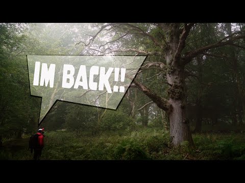 Im back with some woodland photography / Misty conditions and great light