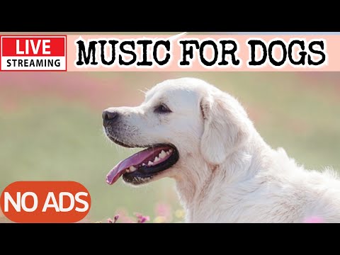 🔴[LIVE] Dog Music🎵🐶Calming Music for Dogs🐶💖Stress Relief for Dogs🦮Relaxing Music for Dog Sleep🔴7