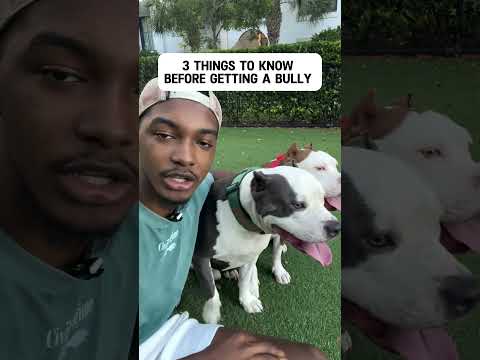 3 things to know before getting a pitbull #xlbully #pitbulldog #dogbreed #shorts