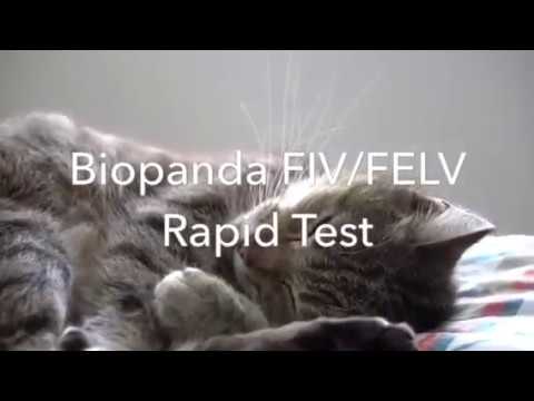 BioPanda Reagents FIVFELV Rapid Test