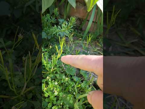 Arabadopsis seed dispersal (I promise this is entertaining)