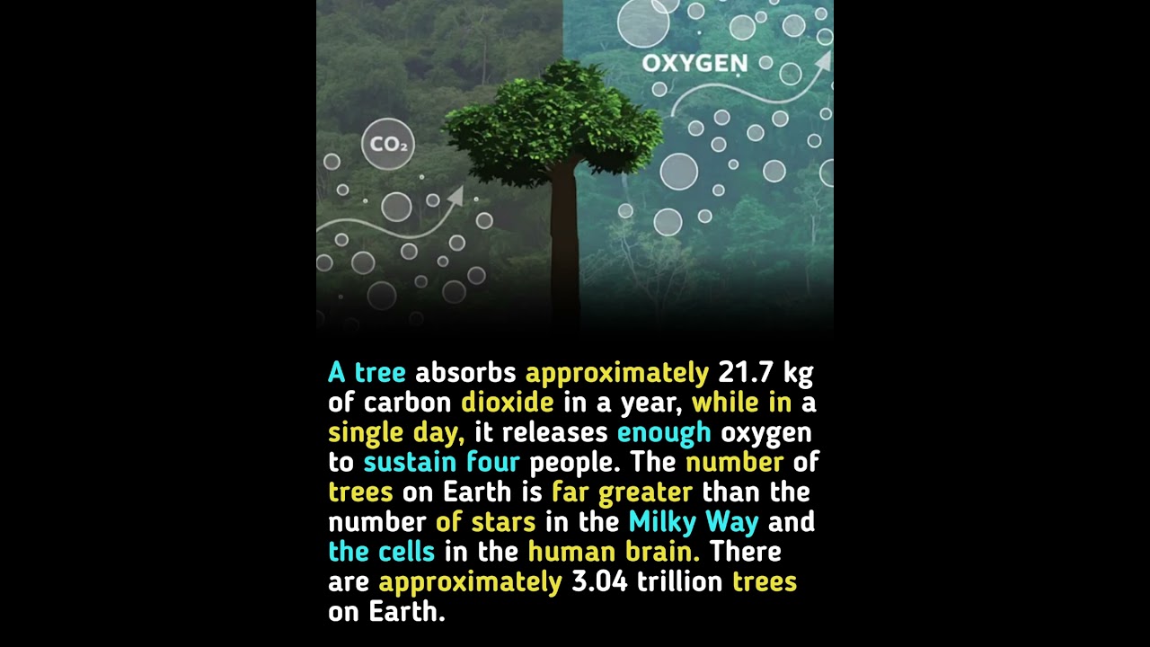 The Amazing Role of Trees: How Trees Help Our Planet #tree #planet