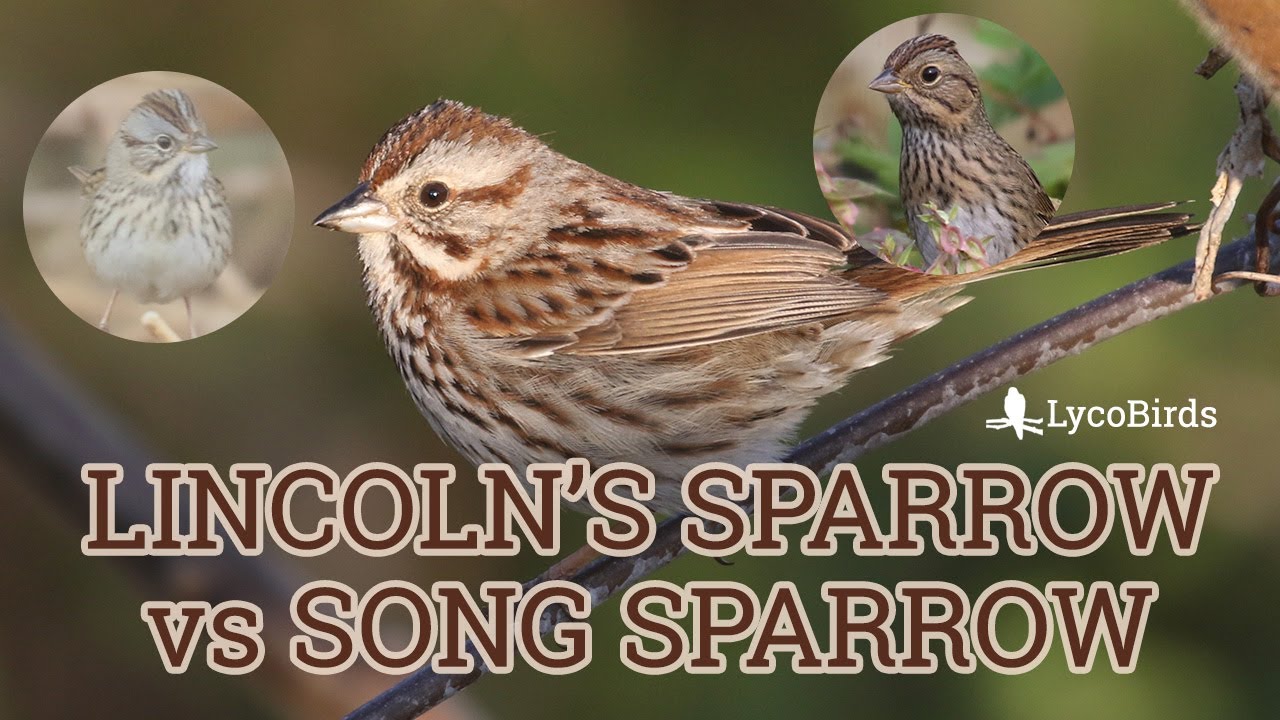 Lincoln's Sparrow vs Song Sparrow Identification