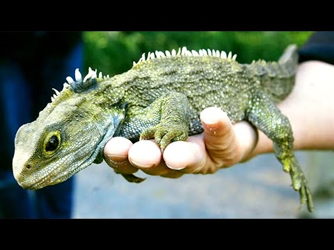 Animals That Live the Longest | Animal Life Expectancy