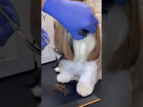 Shihtzu Chanel Style ✂️ #shihtzu #shitzu #dogs #doggroomingtips #doggroominglife