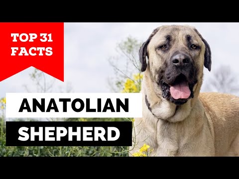 99% of Anatolian Shepherd Dog Owners Don't Know This