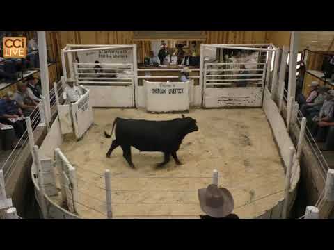 VinMar Complete Angus Dispersal May06_23