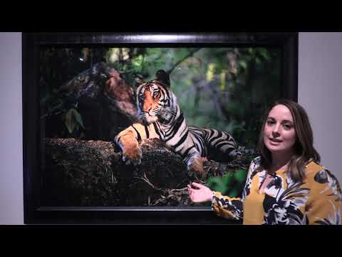 Thomas Mangelsen: A Life in the Wild | Exhibition Tour