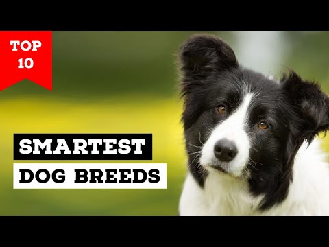 Top 10 Smartest Dog Breeds in the World