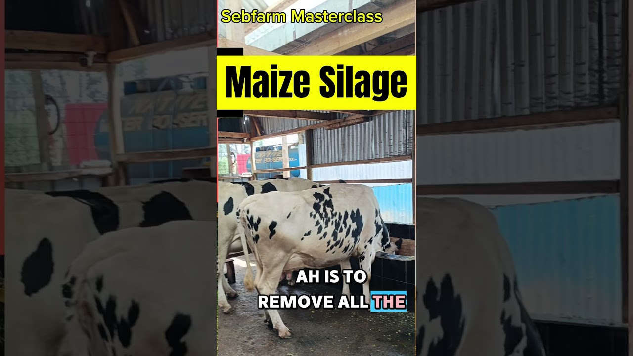How to manage dairy cows effectively in Zero grazing units for small farms.