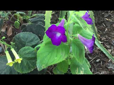 Smithiantha and Achimenes blooming Gesneriad July Update