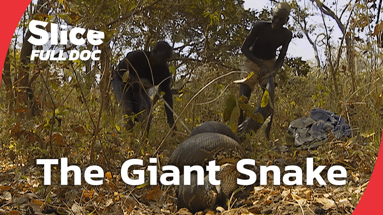 Cameroon’s Python Hunt: A Father's Risk for His Son’s Future | FULL DOCUMENTARY