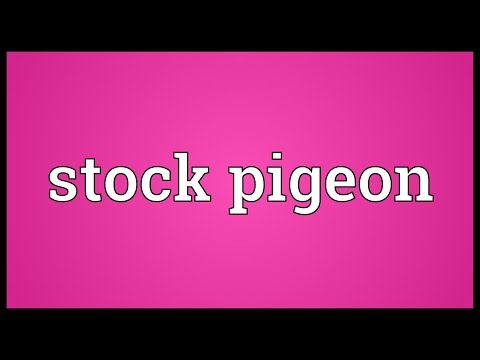 Stock pigeon Meaning