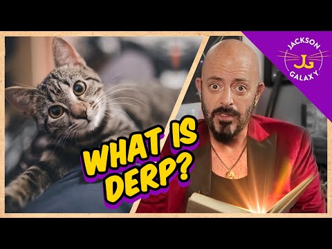 The Secret Meaning of Cat Derps
