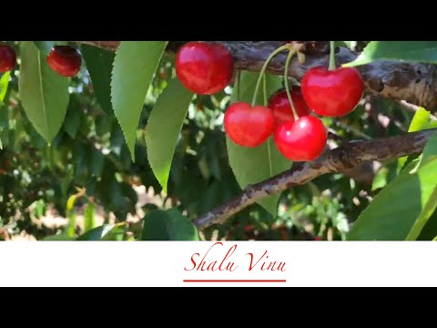 Cherry 🍒 | Cherry Picking California