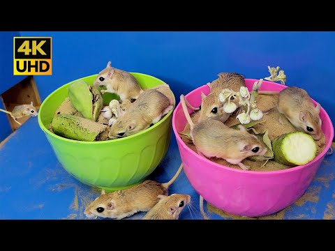 Cat Tv - Mice in The Jerry Mouse Holes - Videos for Cats To Watch Mouse - 8 Hours