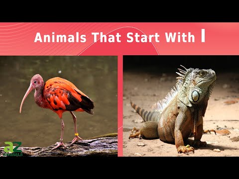 Animals That Start With The Letter I - Listed With Facts